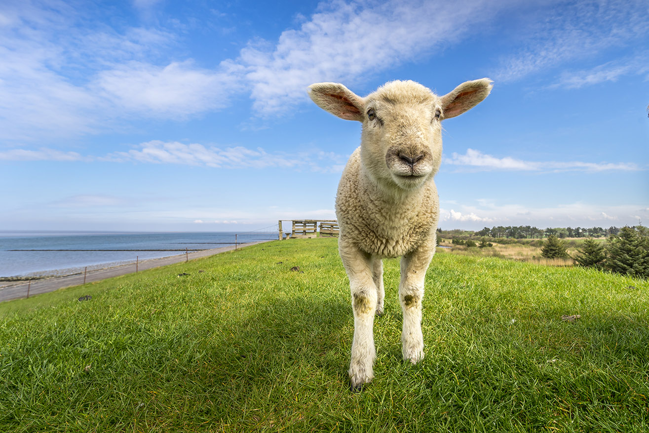 Eine Reise nach Föhr - Christian Linck - Reisefotografie & Fine Art Prints